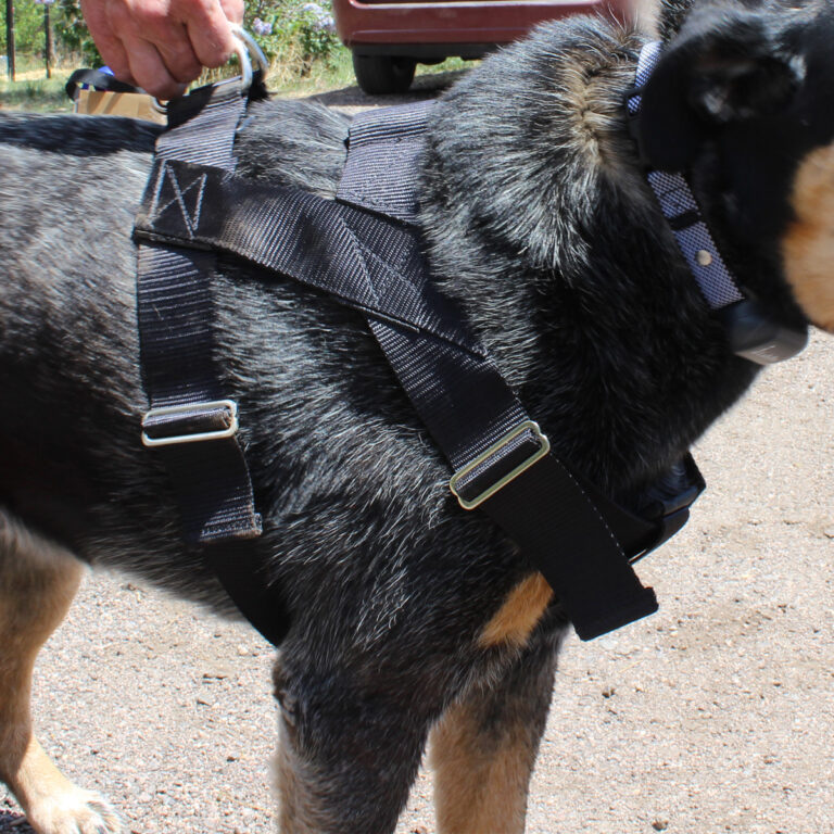 USA K9 Outfitters – CHAMPION Harness™